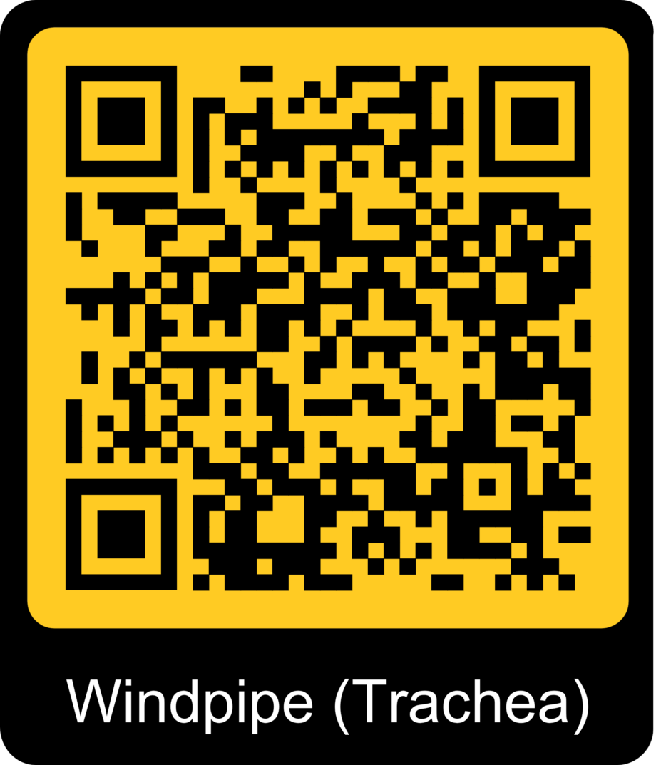 Windpipe (Trachea) - Operation Information